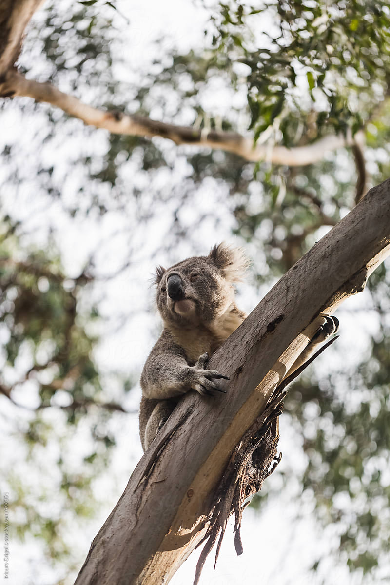 "Koala On The Top Of A Tree" by Stocksy Contributor "Mauro Grigollo ...