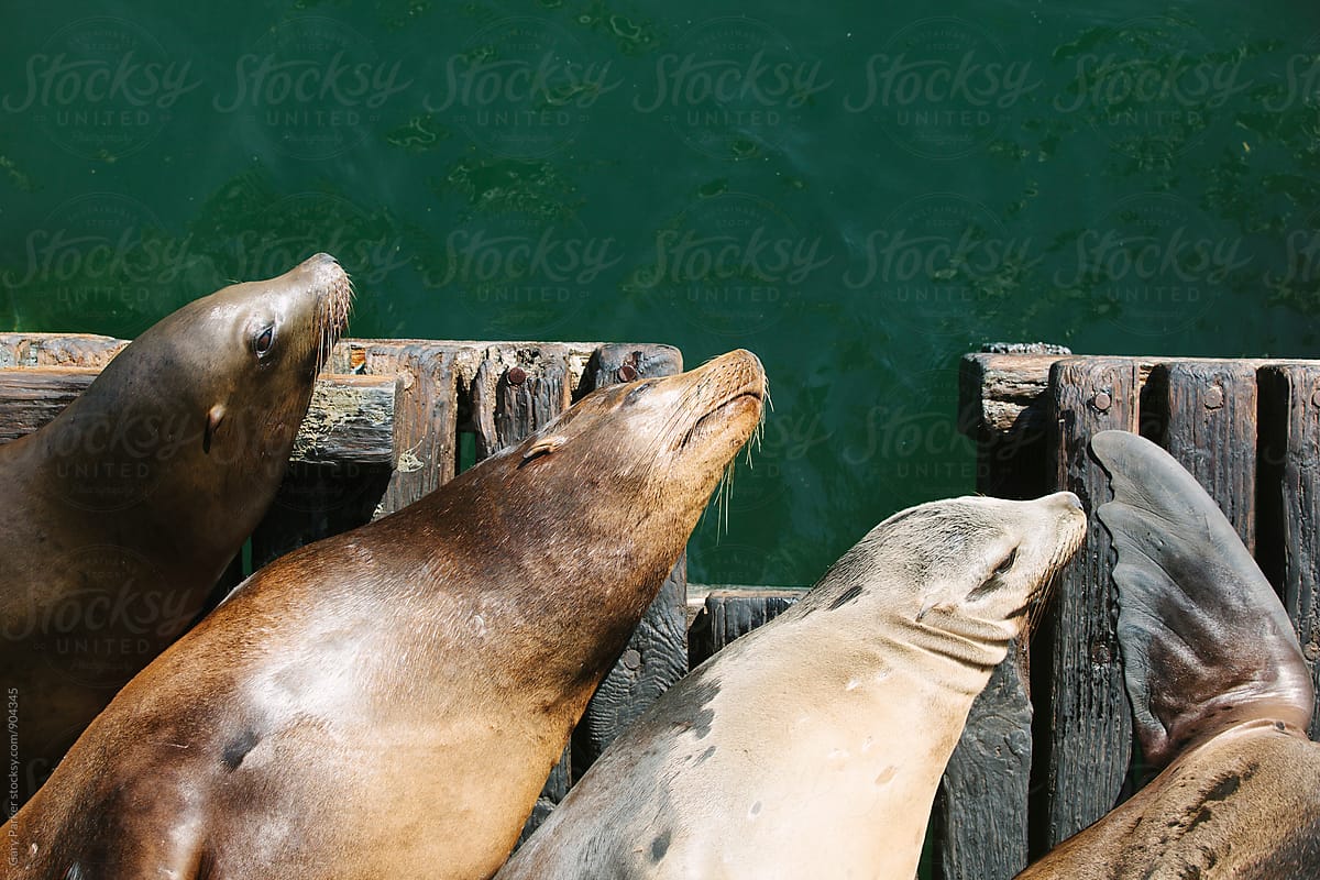 "Seals Laying In The Sun On A Deck" by Stocksy Contributor "Gary Parker ...