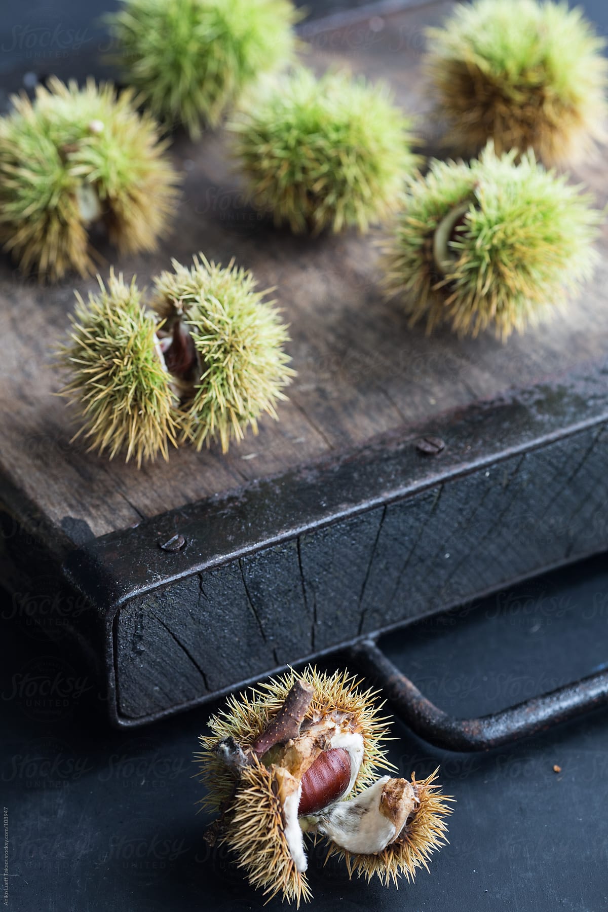 "Chestnut In Shell" by Stocksy Contributor "Aniko Lueff Takacs" - Stocksy