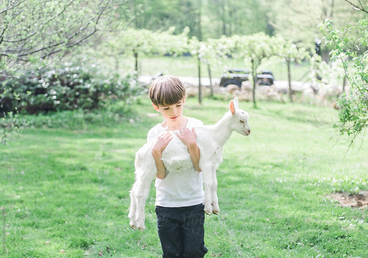 "Boy Carries Young Goat Across The Lawn Of A Farm" by Stocksy ...