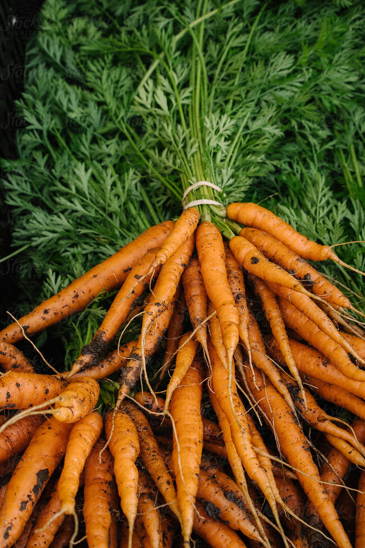 Bunches of Carrots - Stock Image - Everypixel