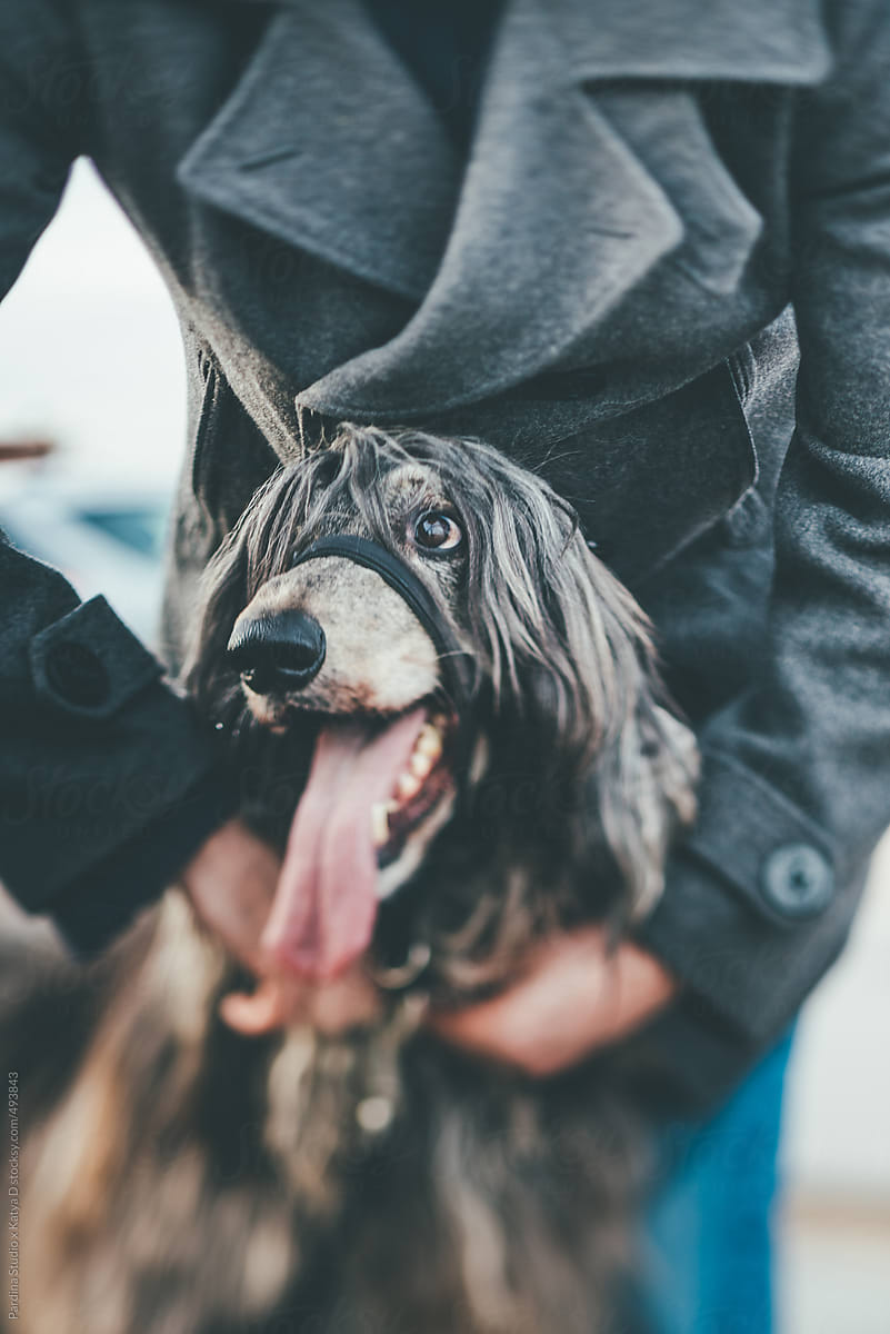 "Afghan Dog Breed." by Stocksy Contributor "Pardina Studio x Katya D ...
