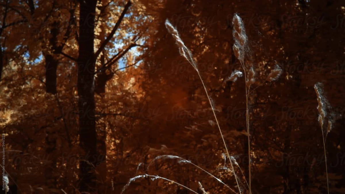 "Infrared IR Tree" by Stocksy Contributor "Robert Kohlhuber" - Stocksy