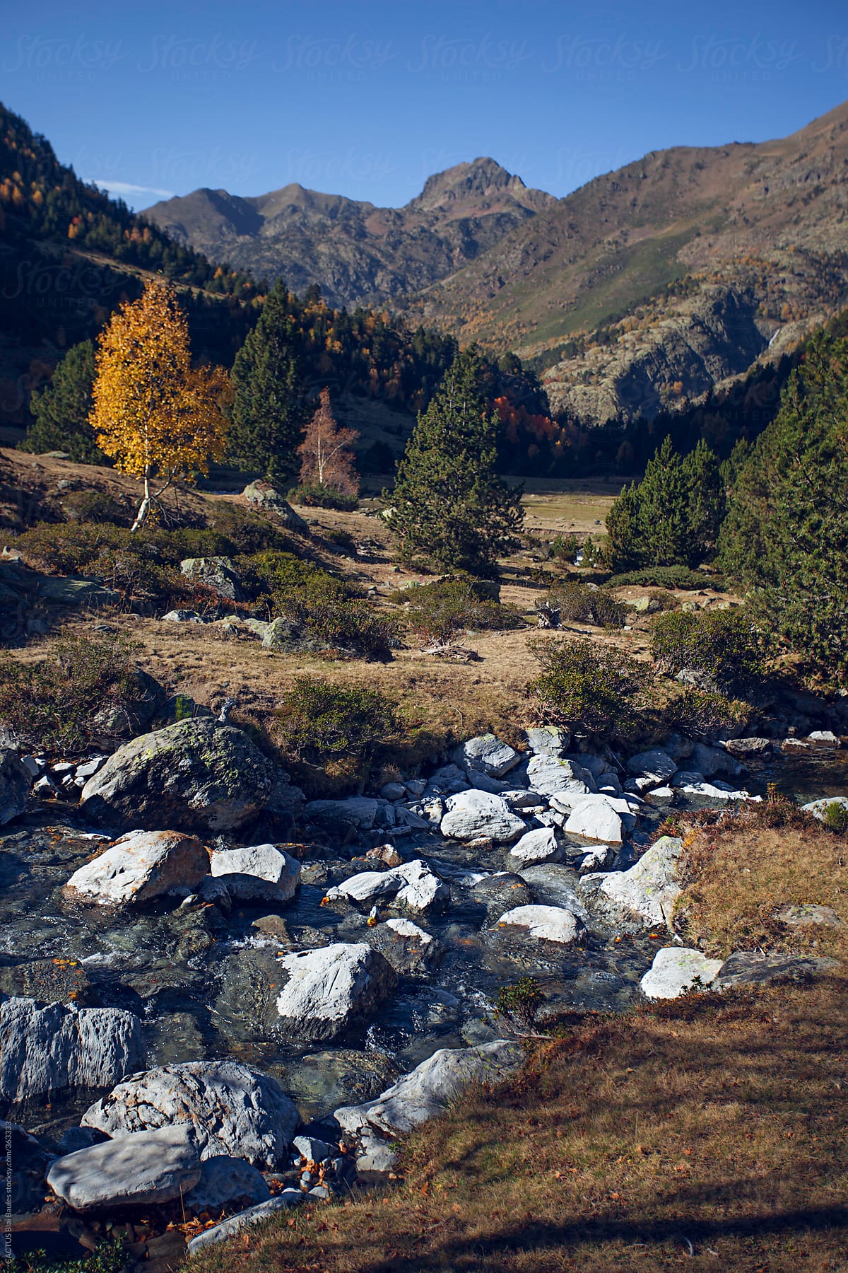 "Forest During The Fall" by Stocksy Contributor "CACTUS Creative Studio ...