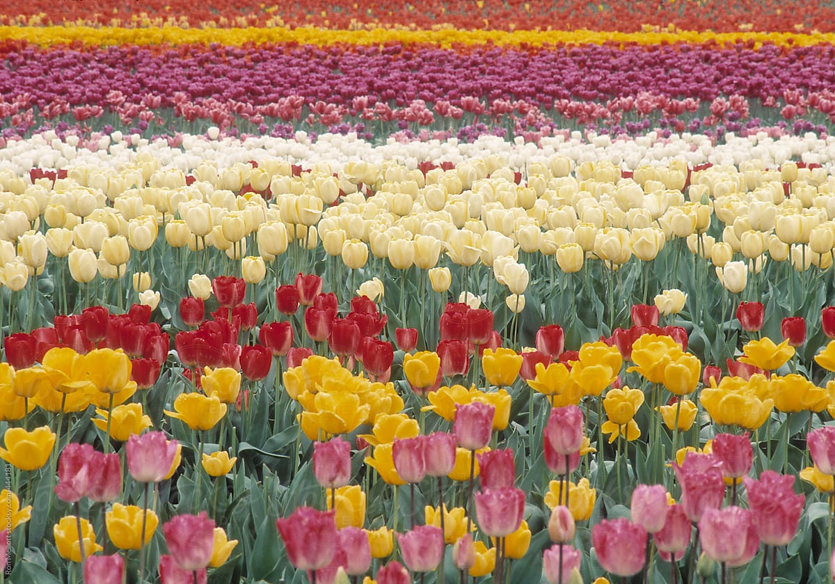 "Tulip (tulipa) Flowers In Bands Rows Strips In An Experimental Farm In ...