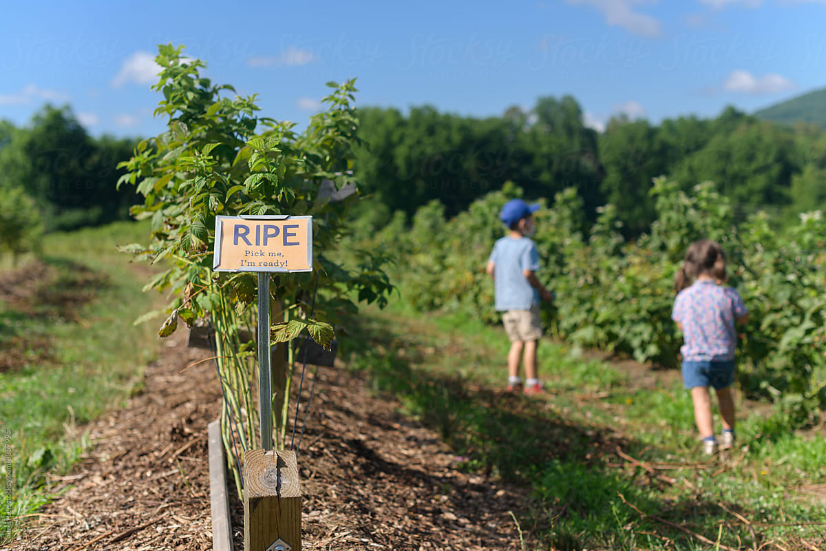 "Kids Berry-picking At Farm" by Stocksy Contributor "Lauren Lee" - Stocksy