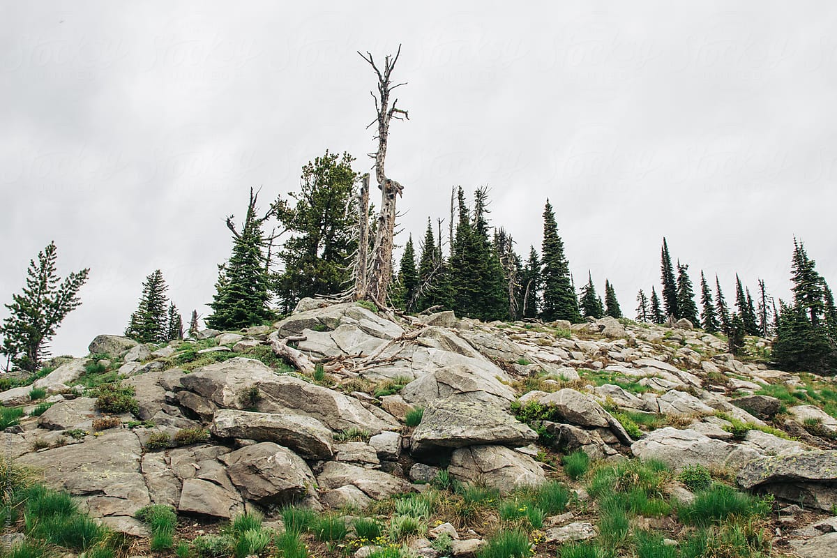 "Boulders And Dead Tree On Mountain Side" by Stocksy Contributor ...