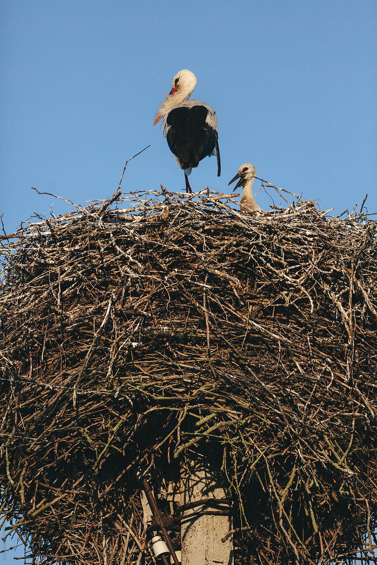 "Stork Standing In Nest With Chick" by Stocksy Contributor "Ilya" - Stocksy