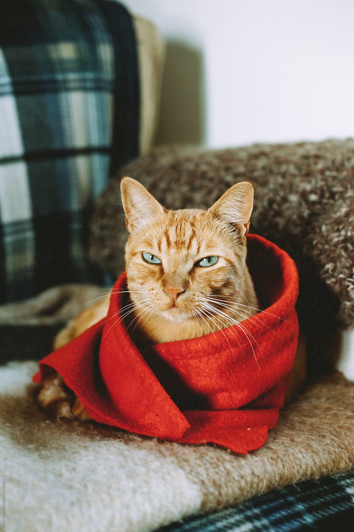 "Cat Chilling On The Couch In Autumn" by Stocksy Contributor "Giada ...