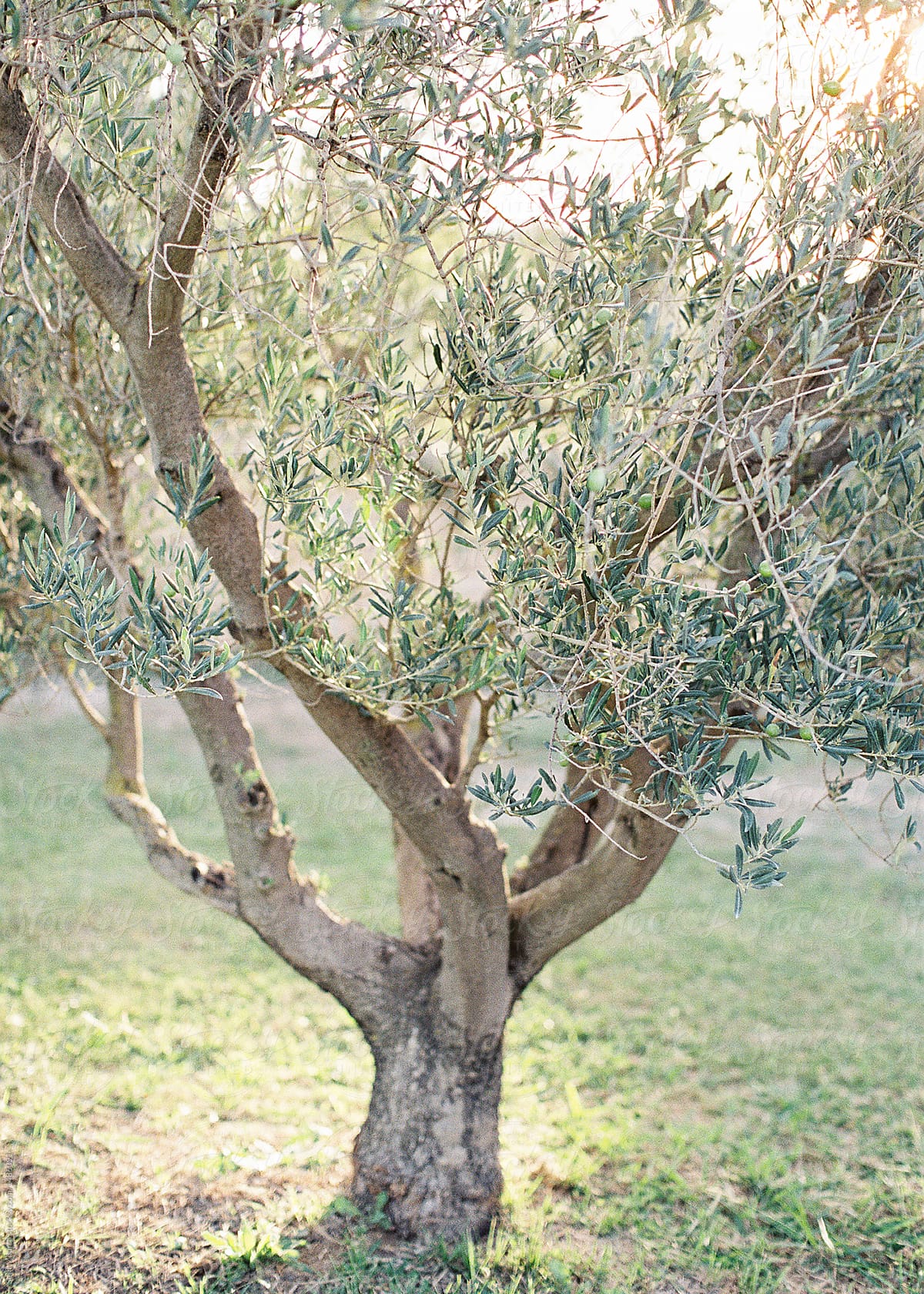 "Olive Tree" by Stocksy Contributor "Seth Mourra" - Stocksy