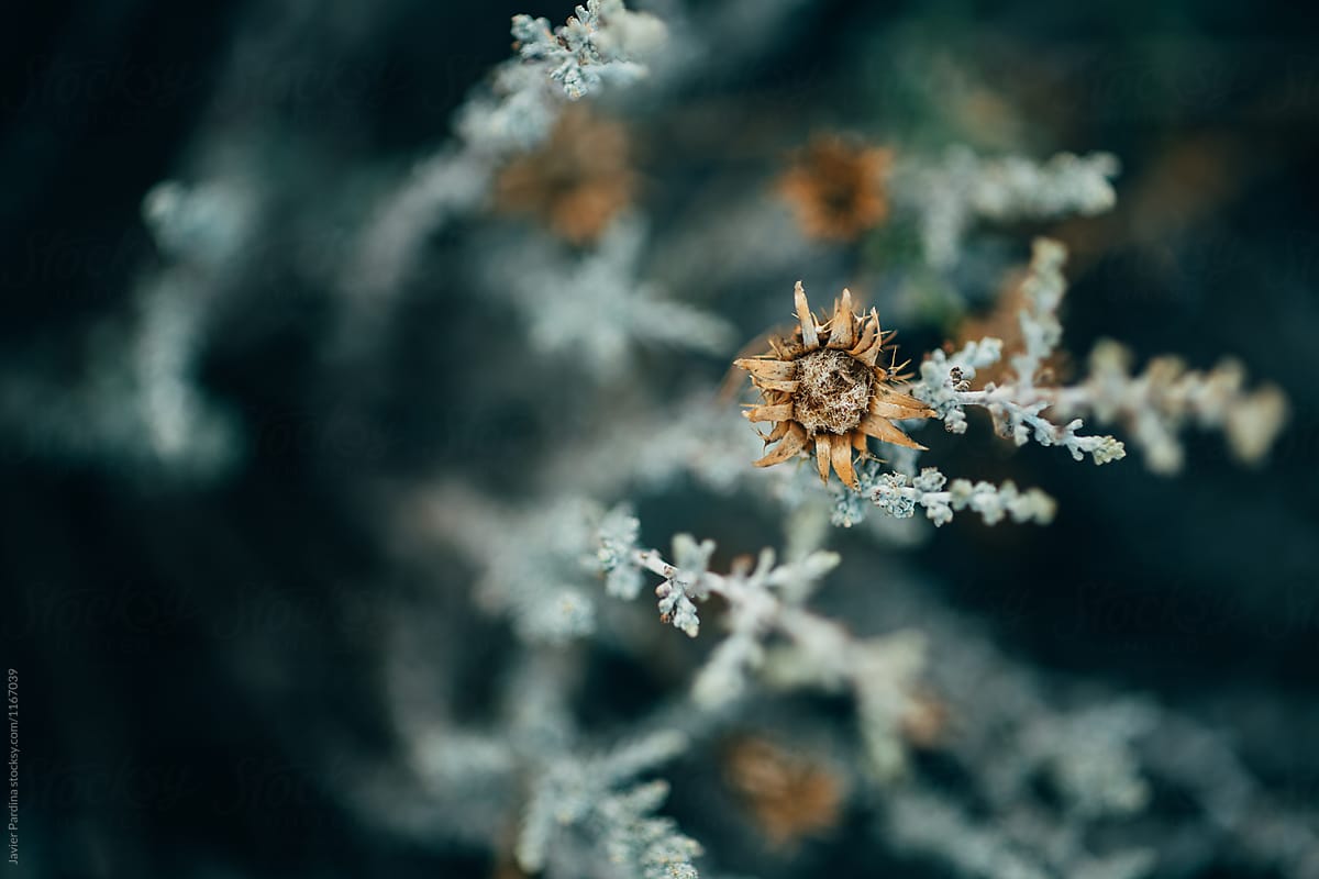 "Dry Blue Plants" by Stocksy Contributor "Pardina Studio x Katya D ...