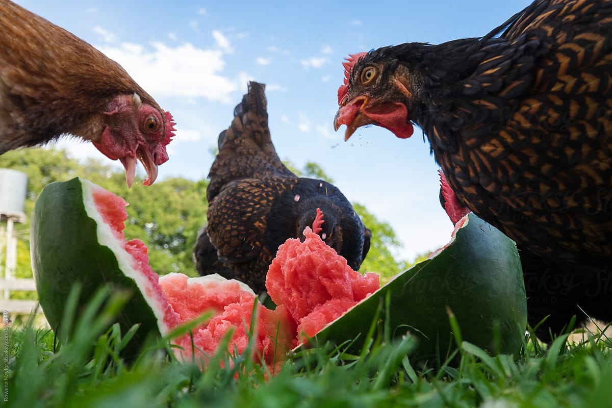 "Chickens Eating Watermelon" by Stocksy Contributor "Rowena Naylor ...