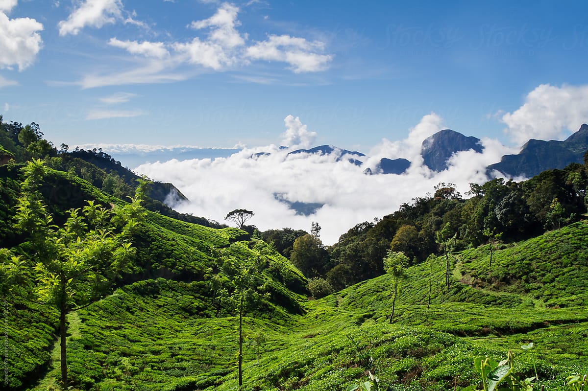 "Tea Plantation In South India" by Stocksy Contributor "Akela - From ...