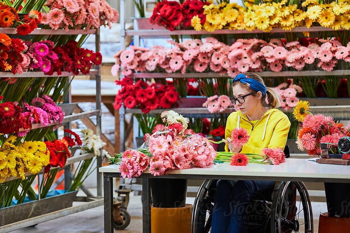 "Disabled Female Florist Arranging Gerbera Daisies" by Stocksy ...