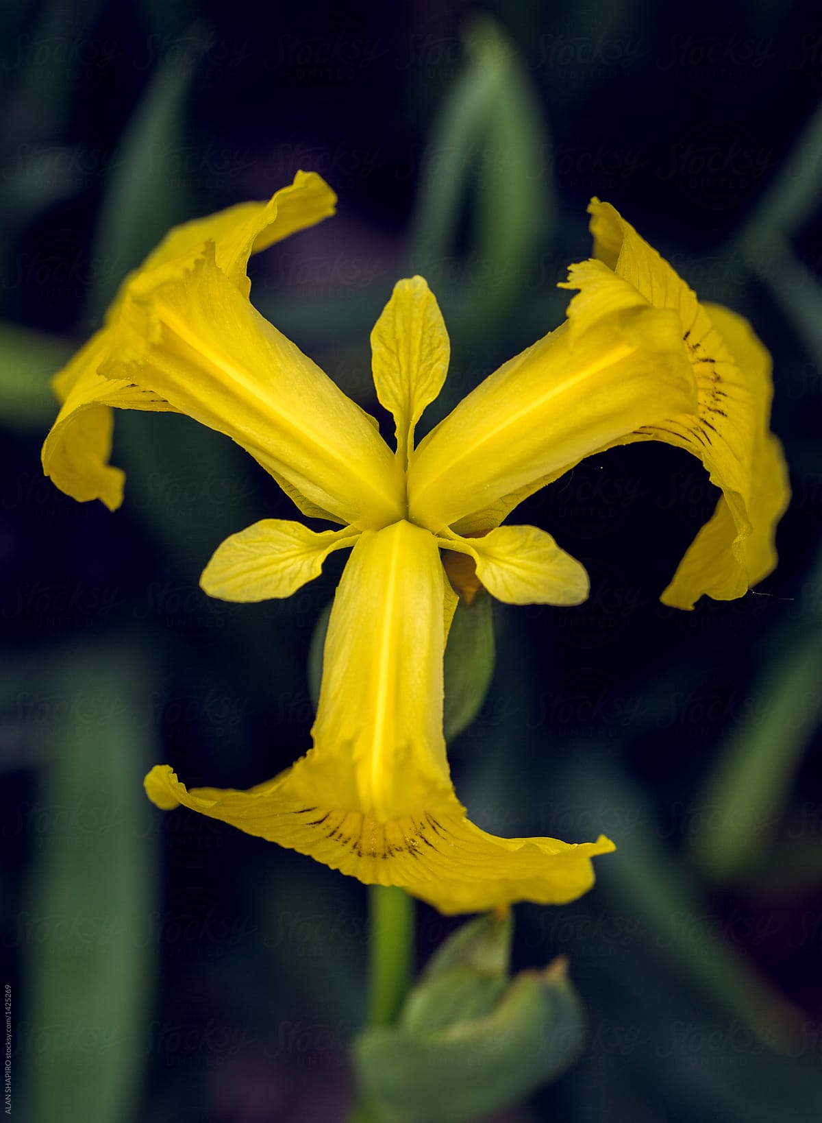 "Yellow Iris" by Stocksy Contributor "ALAN SHAPIRO" - Stocksy