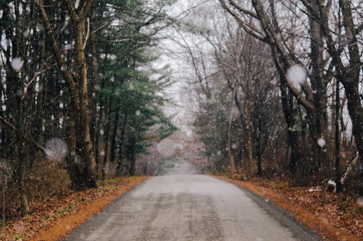 "Snow Falling On A Road Through Trees" by Stocksy Contributor "Deirdre ...