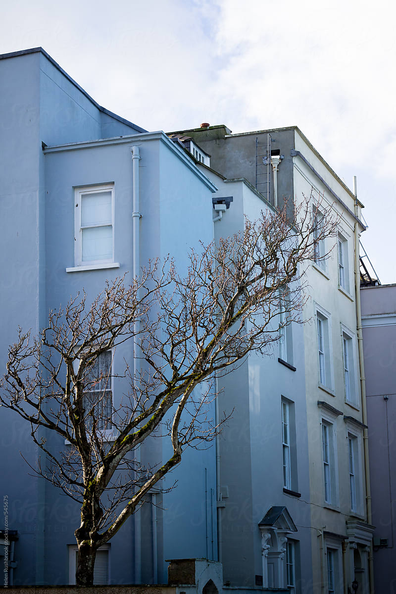 "A Bare Tree, Leaning Against The Prevailing Wind, In Front Of Blue ...
