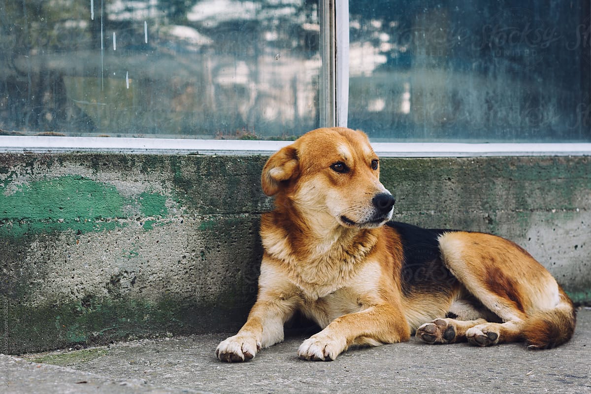 "Stray Dog Lying At The Street" by Stocksy Contributor "Jovana Milanko ...