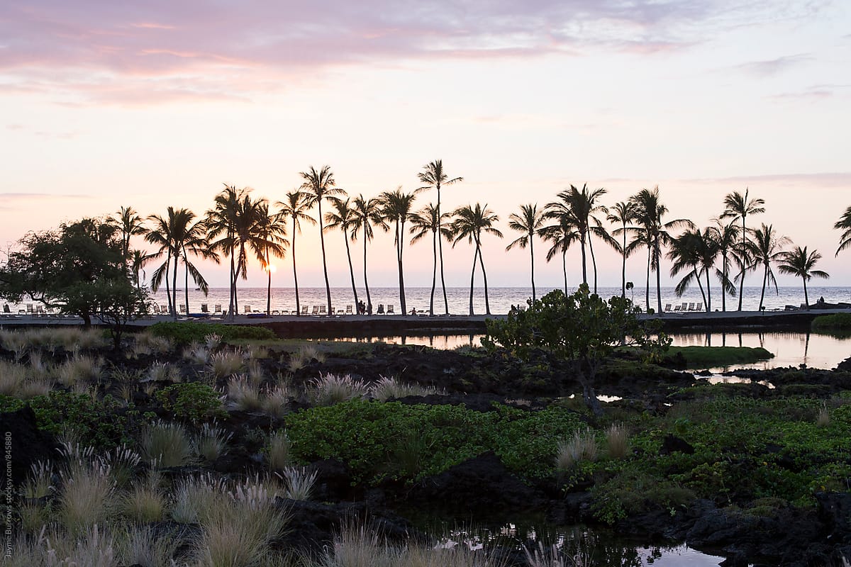 "Hawaii Scene" by Stocksy Contributor "Jayme Burrows" - Stocksy