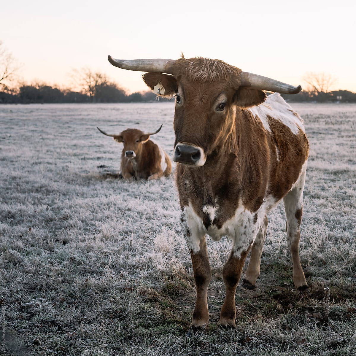 "Texas Longhorns At Sunrise On Frosted Winter Grass" by Stocksy ...