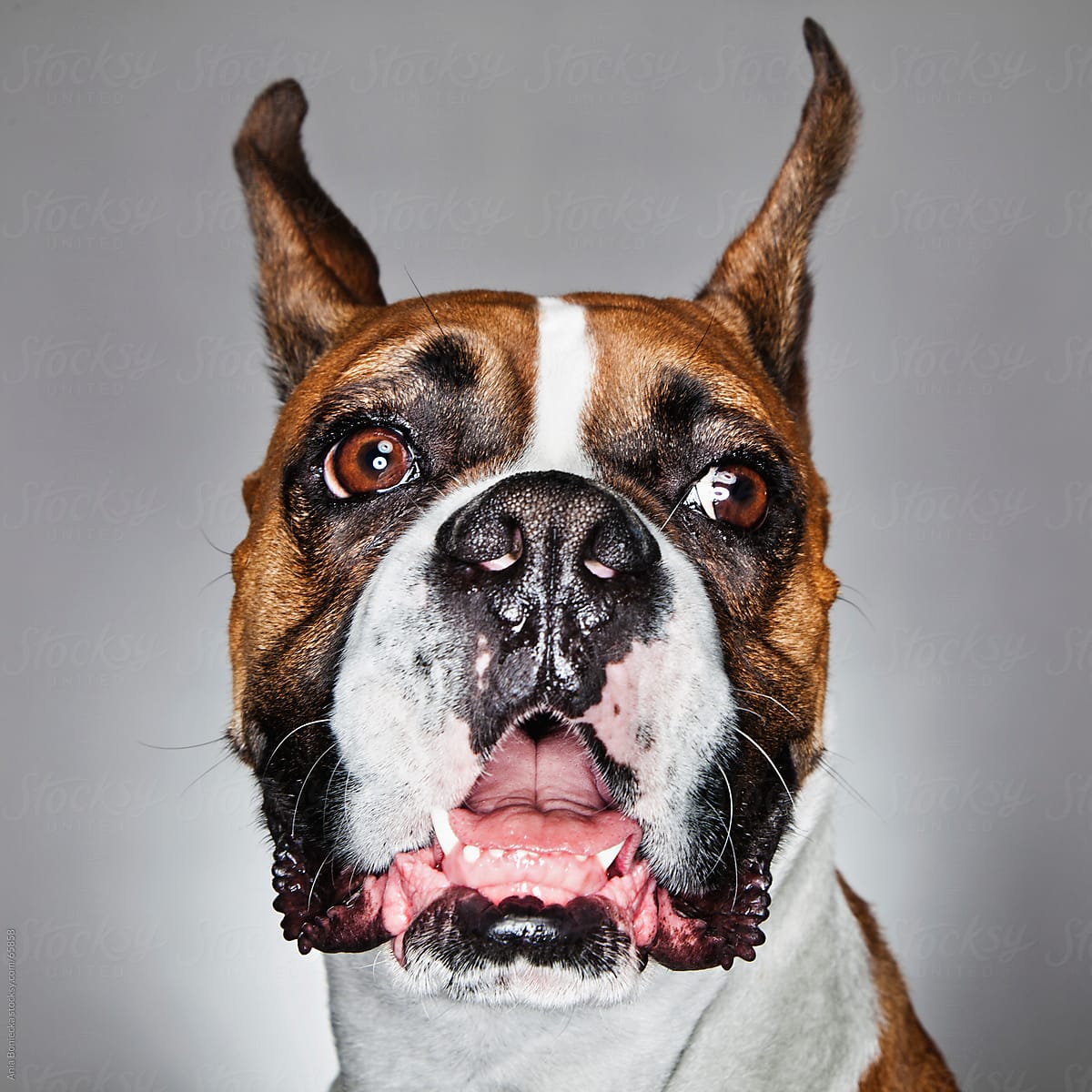 "A Portrait Of A Boxer" by Stocksy Contributor "A Model Photographer ...