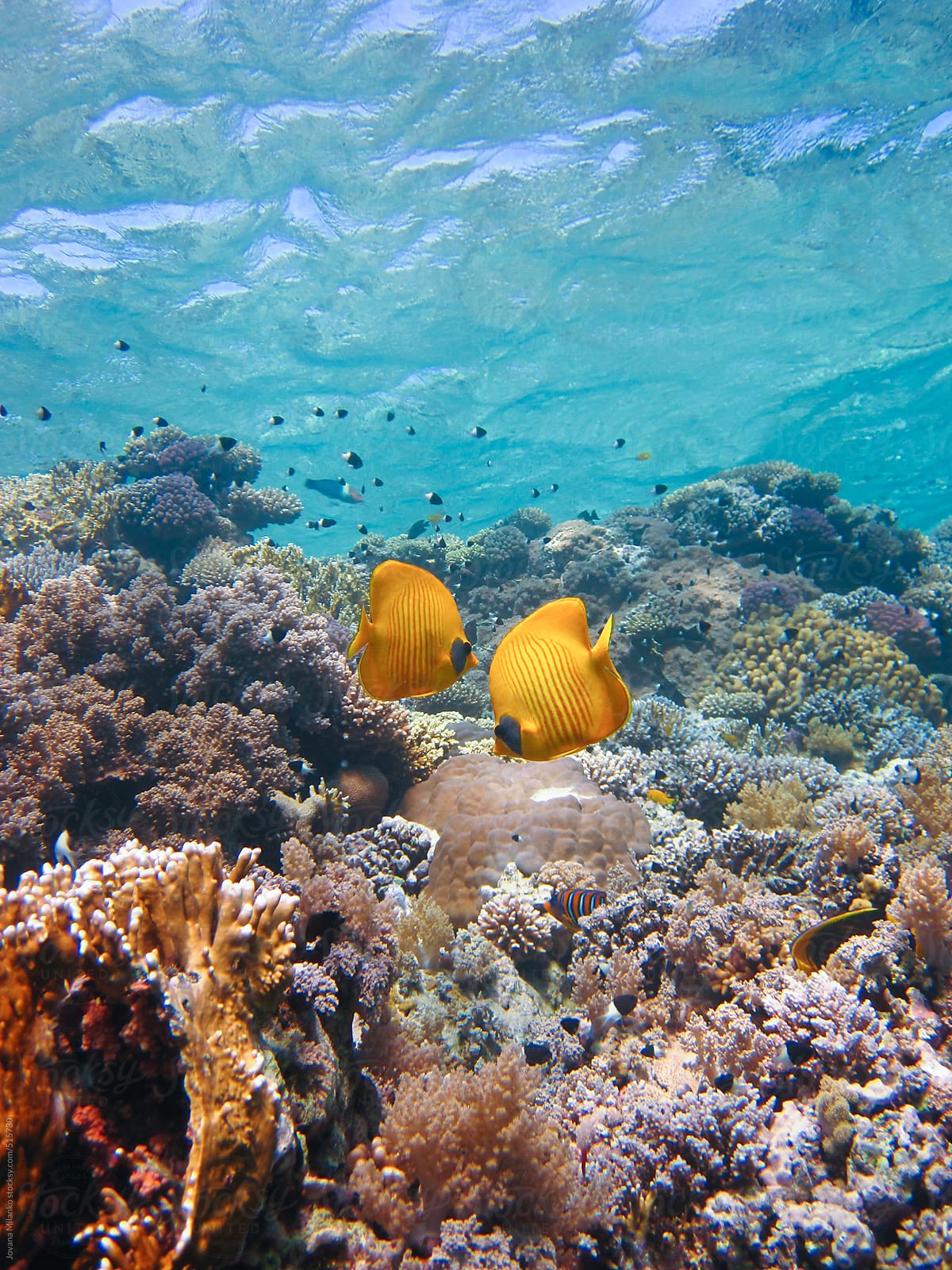 "Pair Of Bluecheek Butterflyfish Swimming Over The Coral Reef" by ...