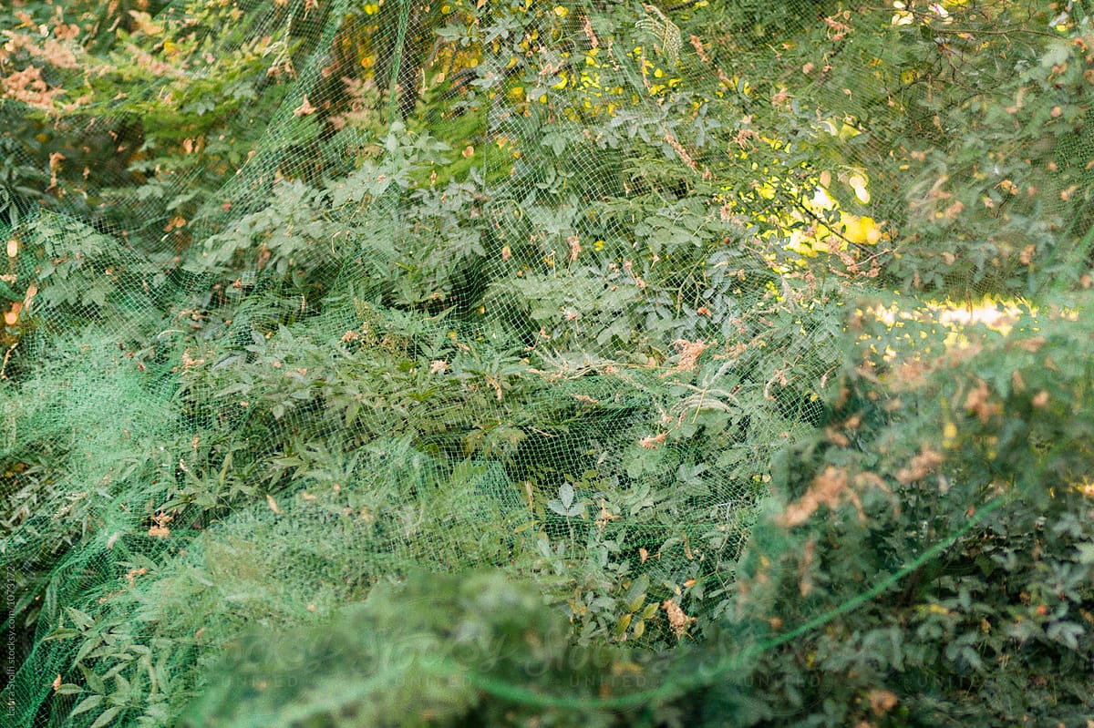 "Rose Shrubs Protected By Netting" by Stocksy Contributor "Laura Stolfi ...