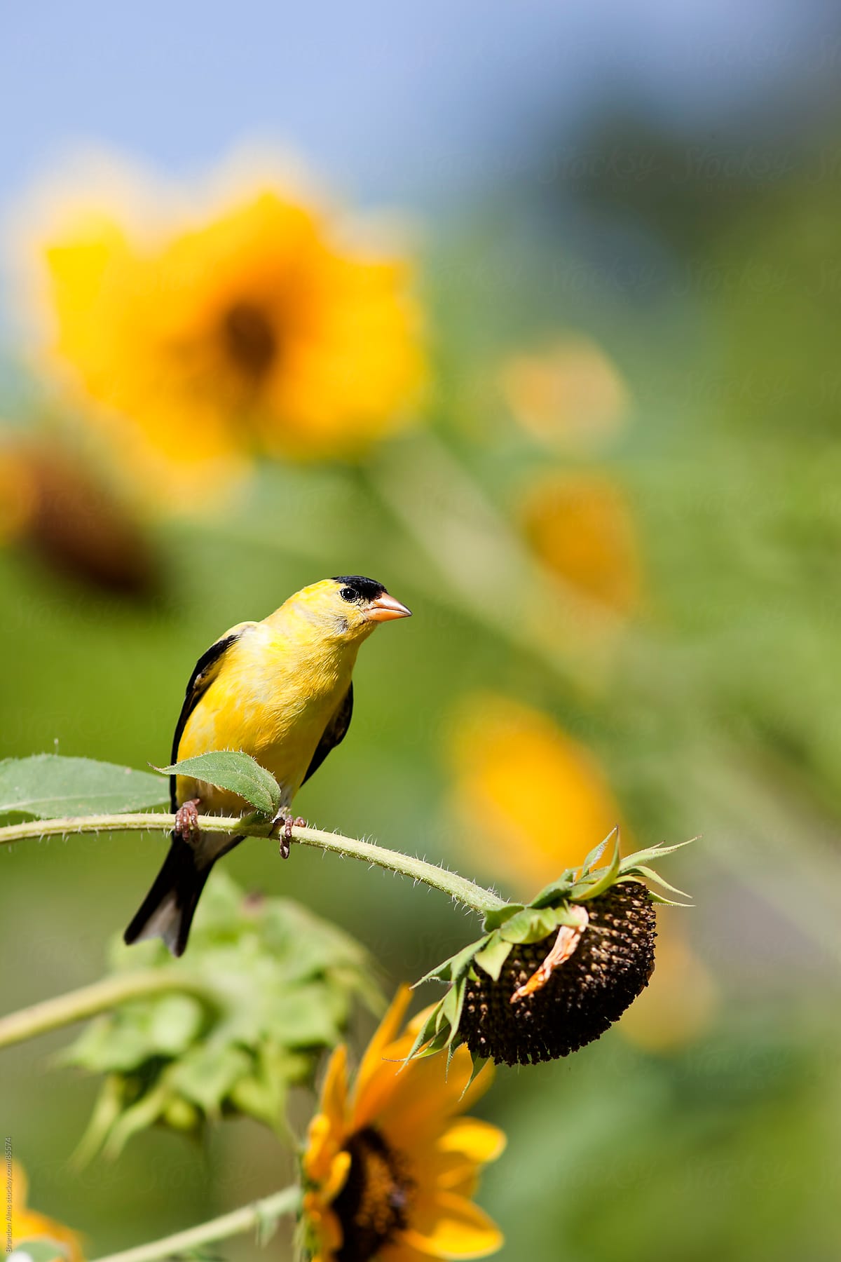 "Wild Canary Bird Closeup In A Field Of Sunflowers" by Stocksy ...