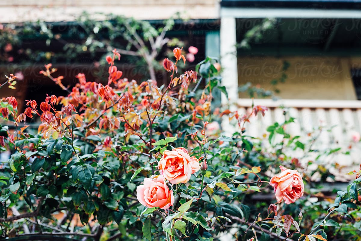 "Roses Growing Outside Terrace House" by Stocksy Contributor "Kara ...