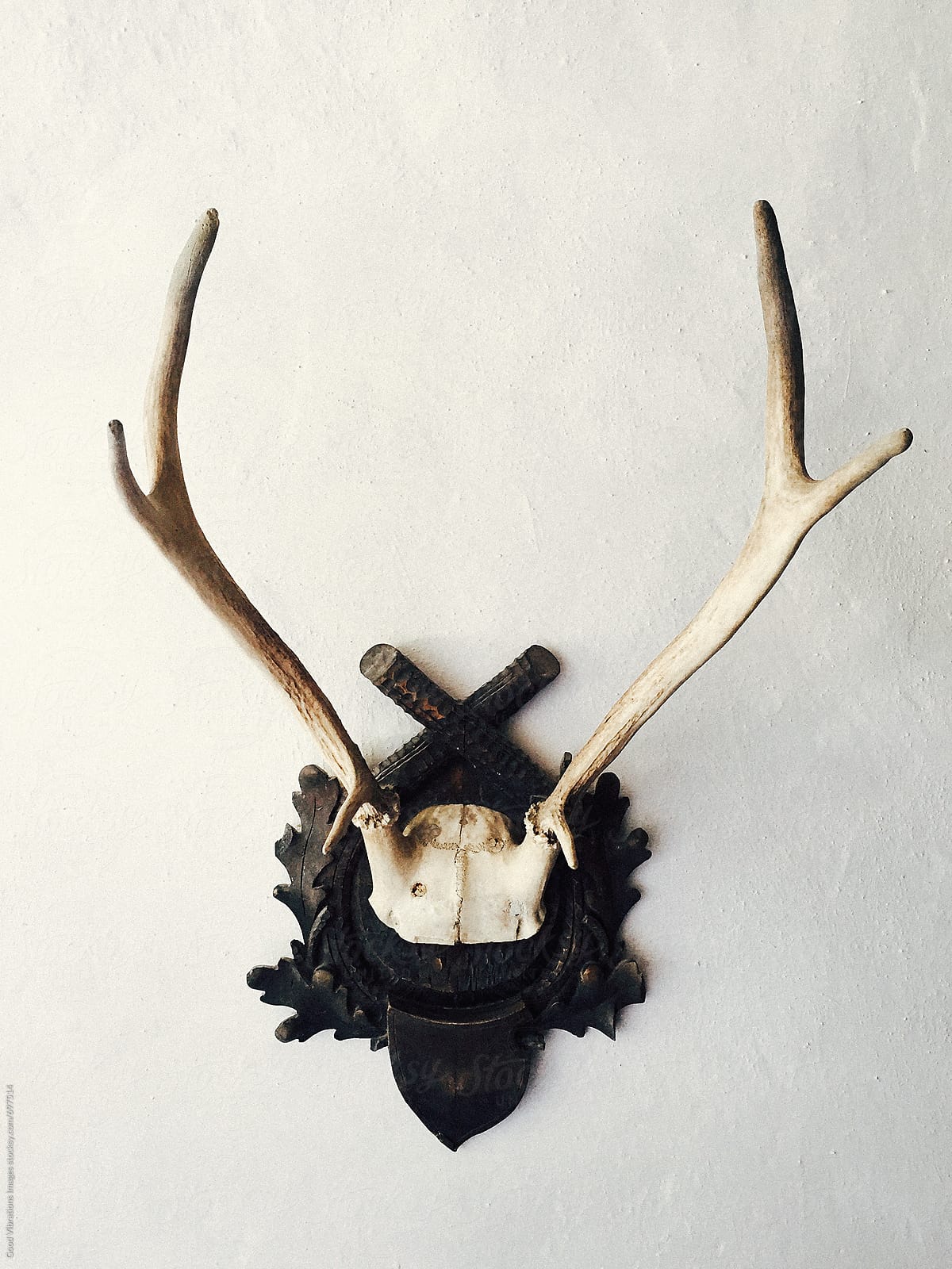 "Hunting Trophy" by Stocksy Contributor "Vero." - Stocksy