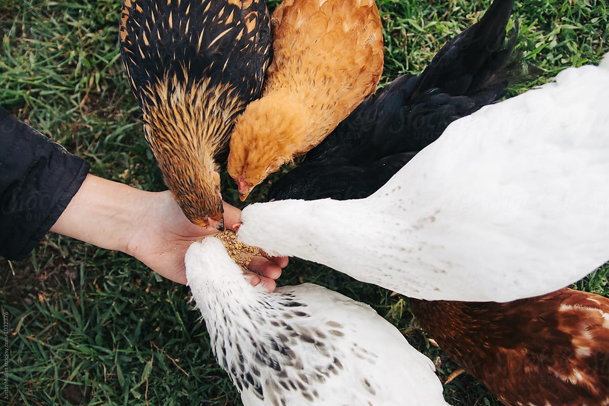 "Chickens Feeding From Woman's Hand" by Stocksy Contributor "Justin ...