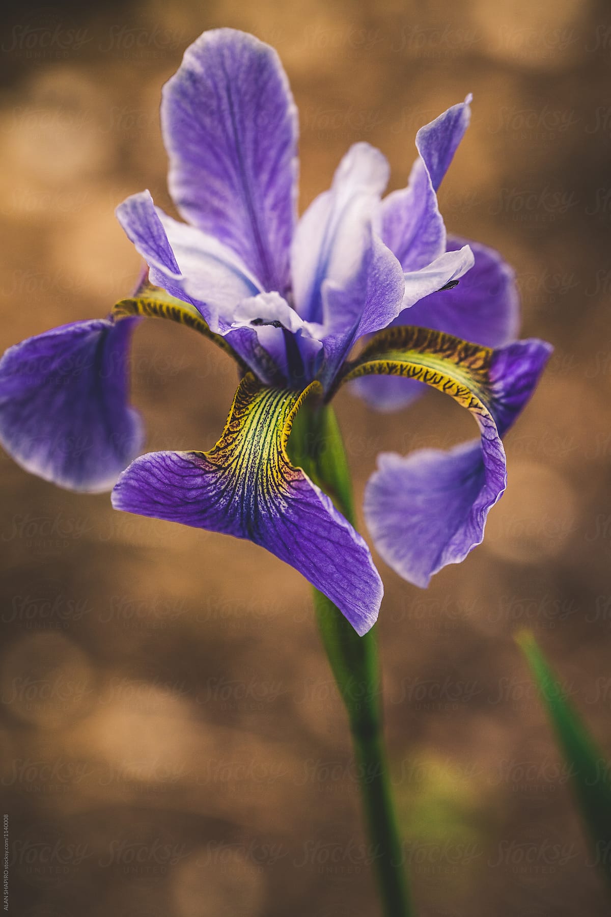 "Iris" by Stocksy Contributor "ALAN SHAPIRO" - Stocksy