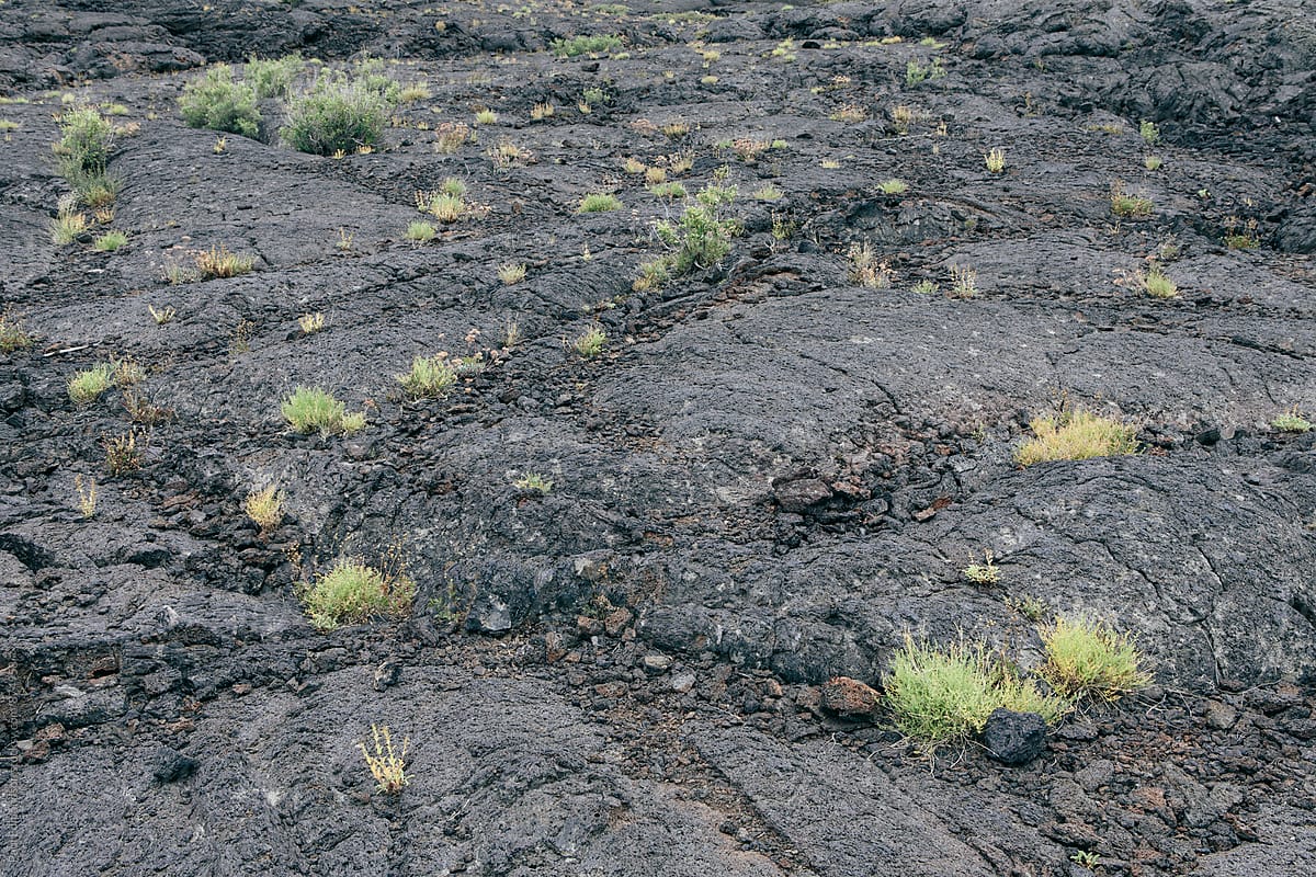 "Volcanic Rock From Lava Flow With Small Native Plants" by Stocksy ...