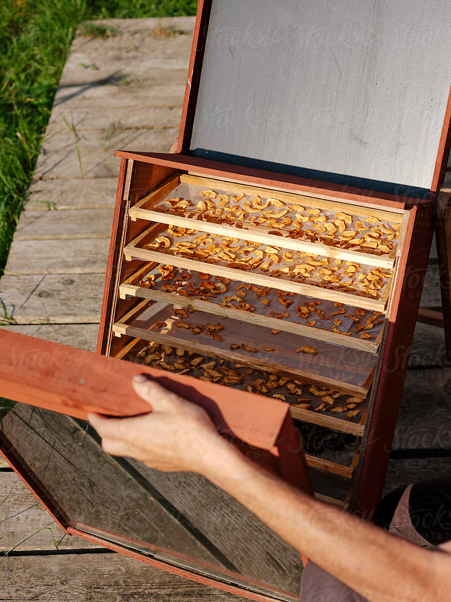 "A Solar Food Dehydrator (sun Dehydrator) Filled With Apple Slices" by ...