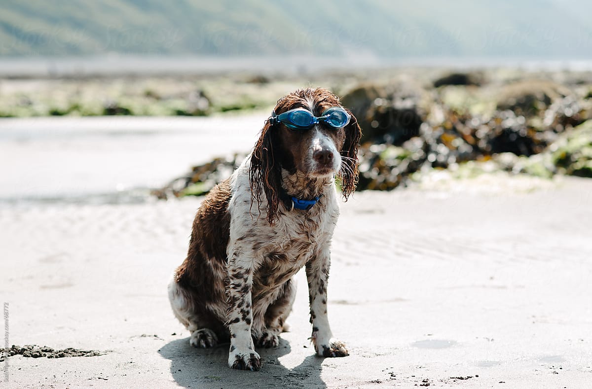 "Dog Wearing Swimming Goggles At The Beach" by Stocksy Contributor ...