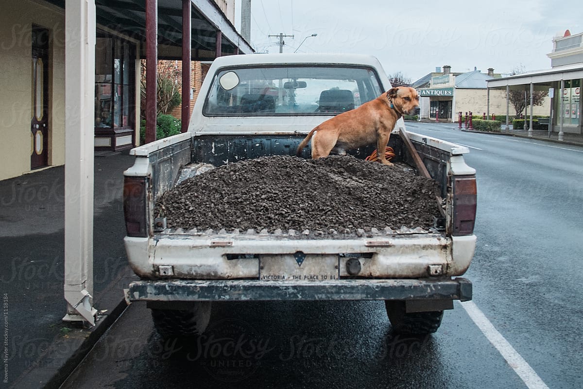 "Working Dog On The Back Of A Truck" by Stocksy Contributor "Rowena ...