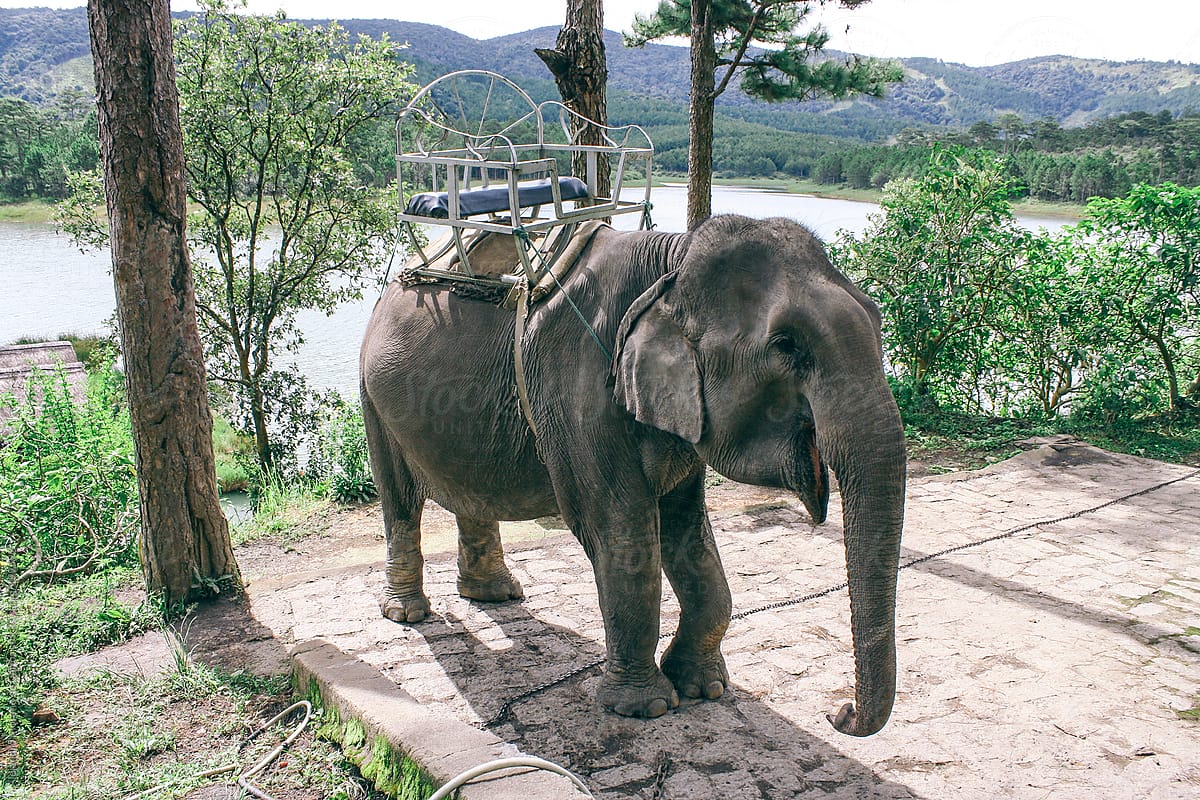 "Asian Elephant With Chair On The Back For Transporting People" by ...