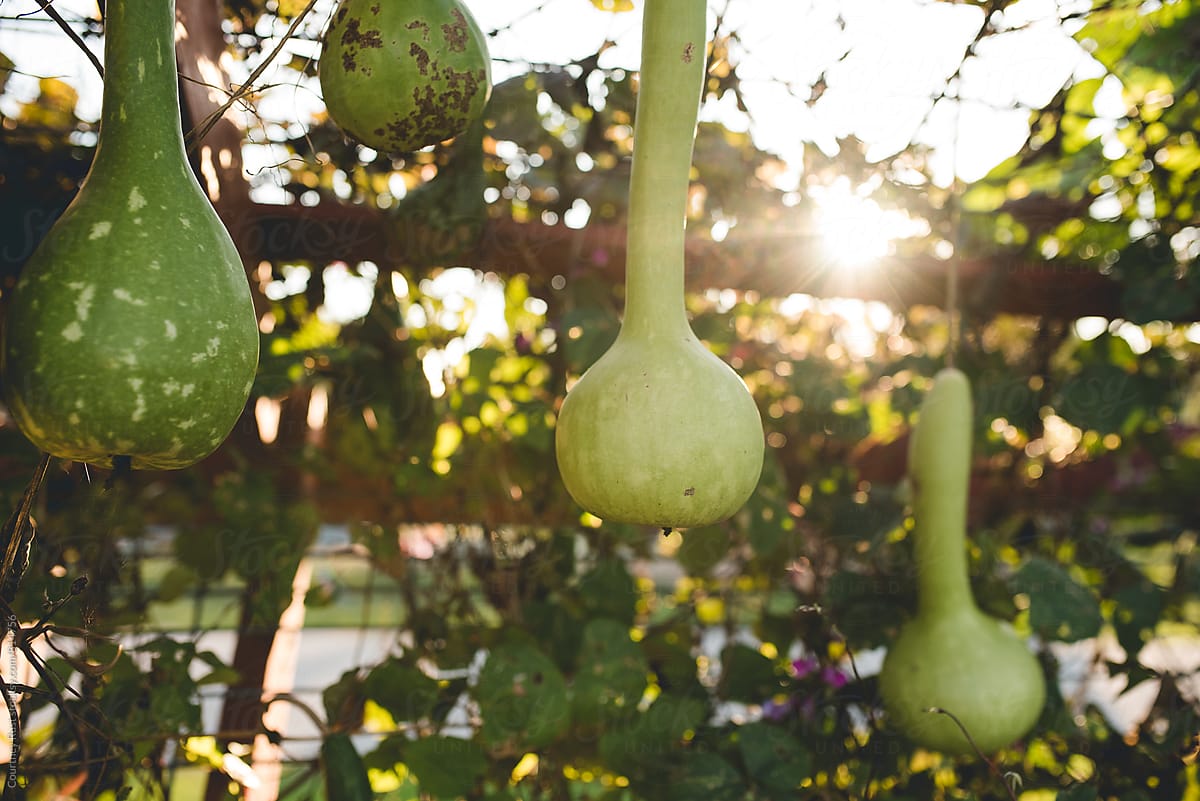 "Gourds In The Setting Sun" by Stocksy Contributor "Courtney Rust ...