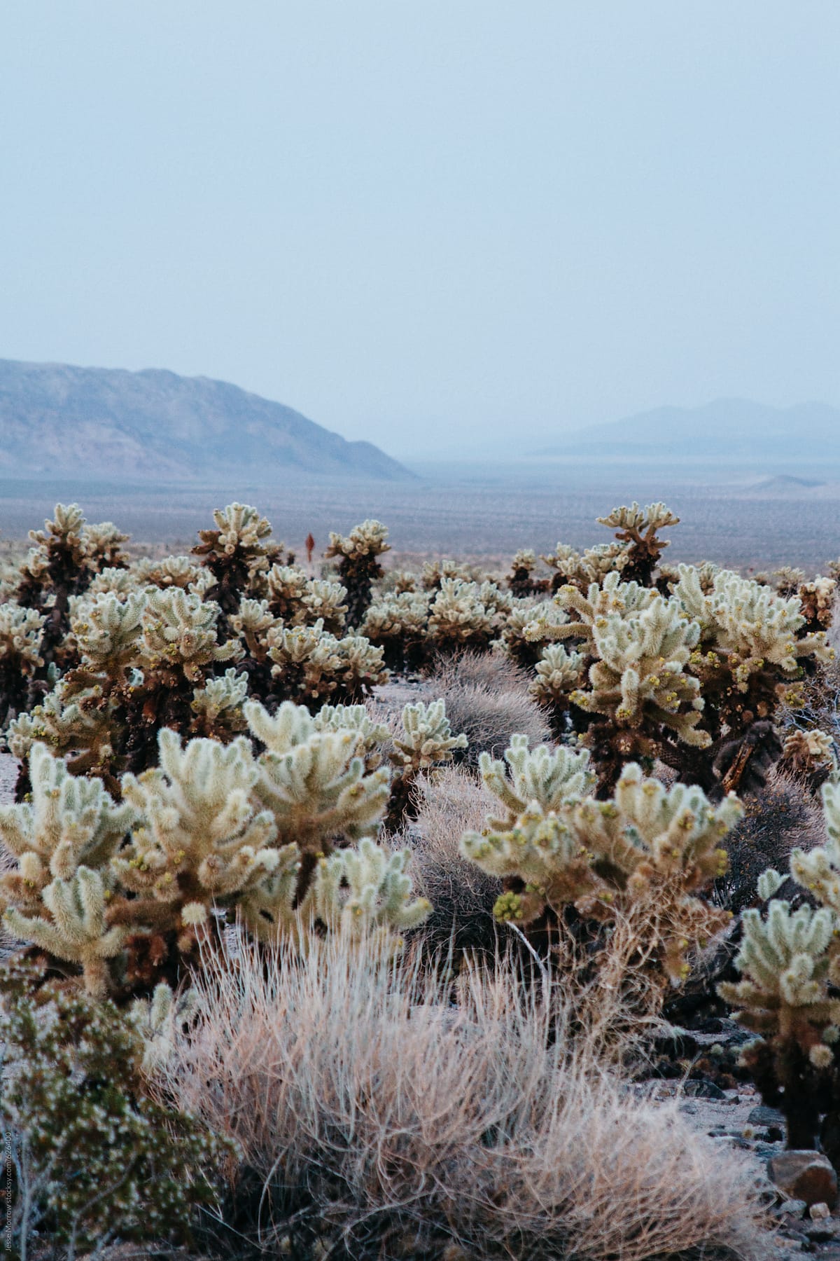 "View Of Cholla Cactus Plants In Joshua Tree National Park In Desert ...