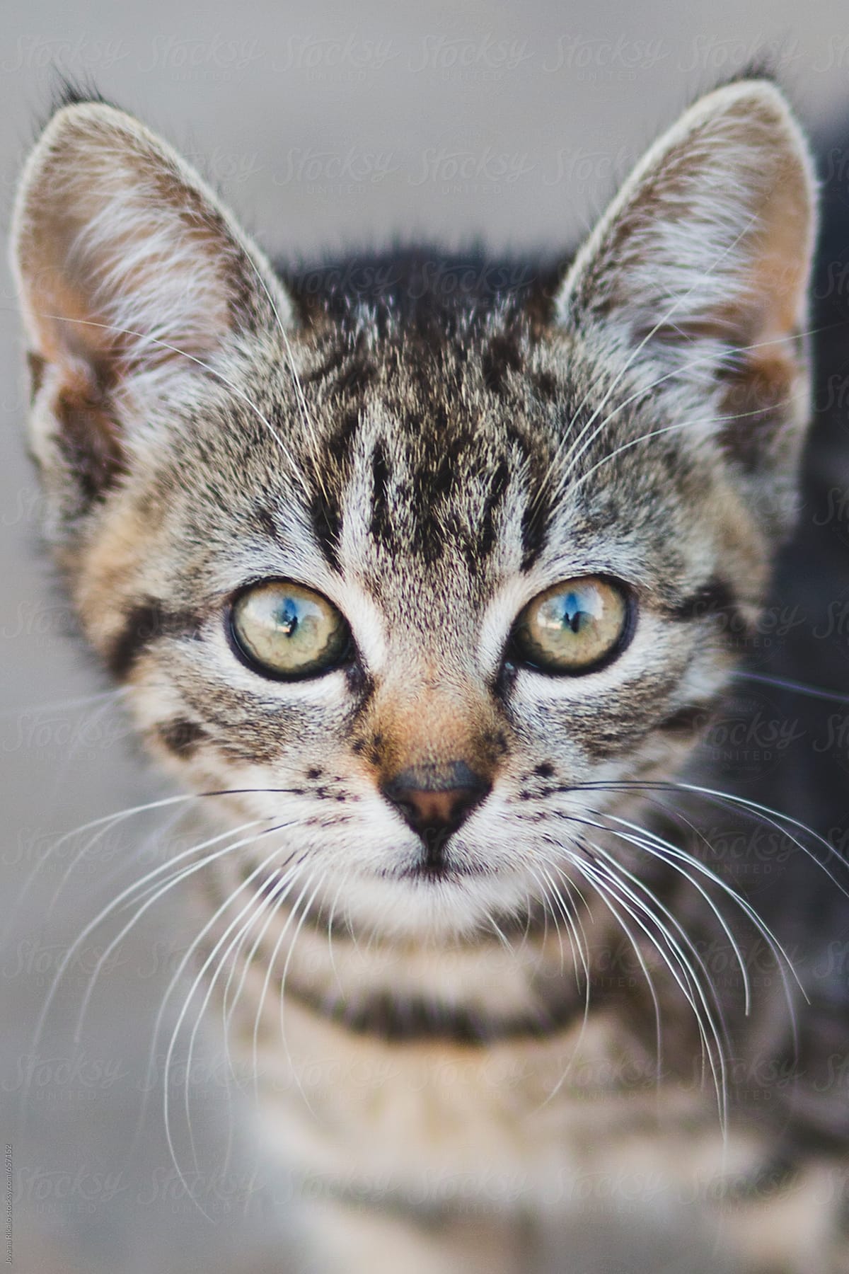 "Cute Kitty Looking At Camera" by Stocksy Contributor "Jovana Rikalo ...