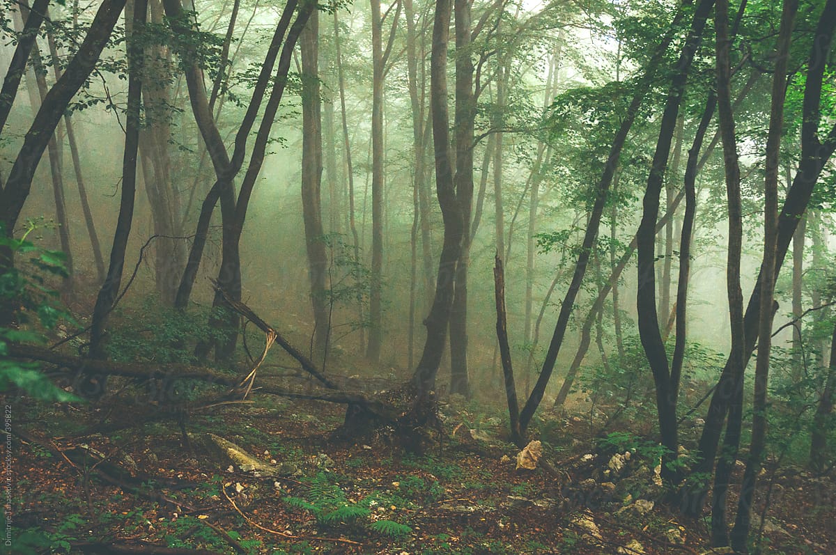 "Heavy Fog In Beautiful Green Forest" by Stocksy Contributor "Dimitrije ...