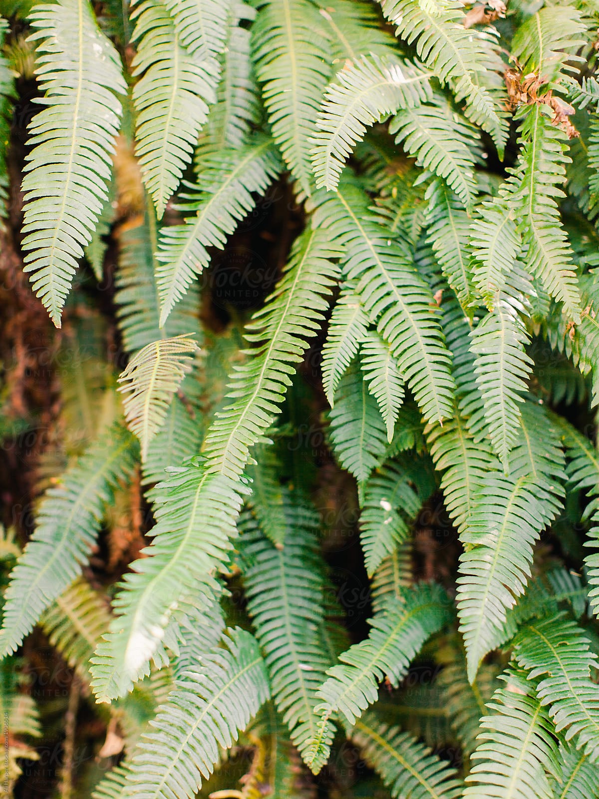"Large Fern Fronds" by Stocksy Contributor "Ali Harper" - Stocksy
