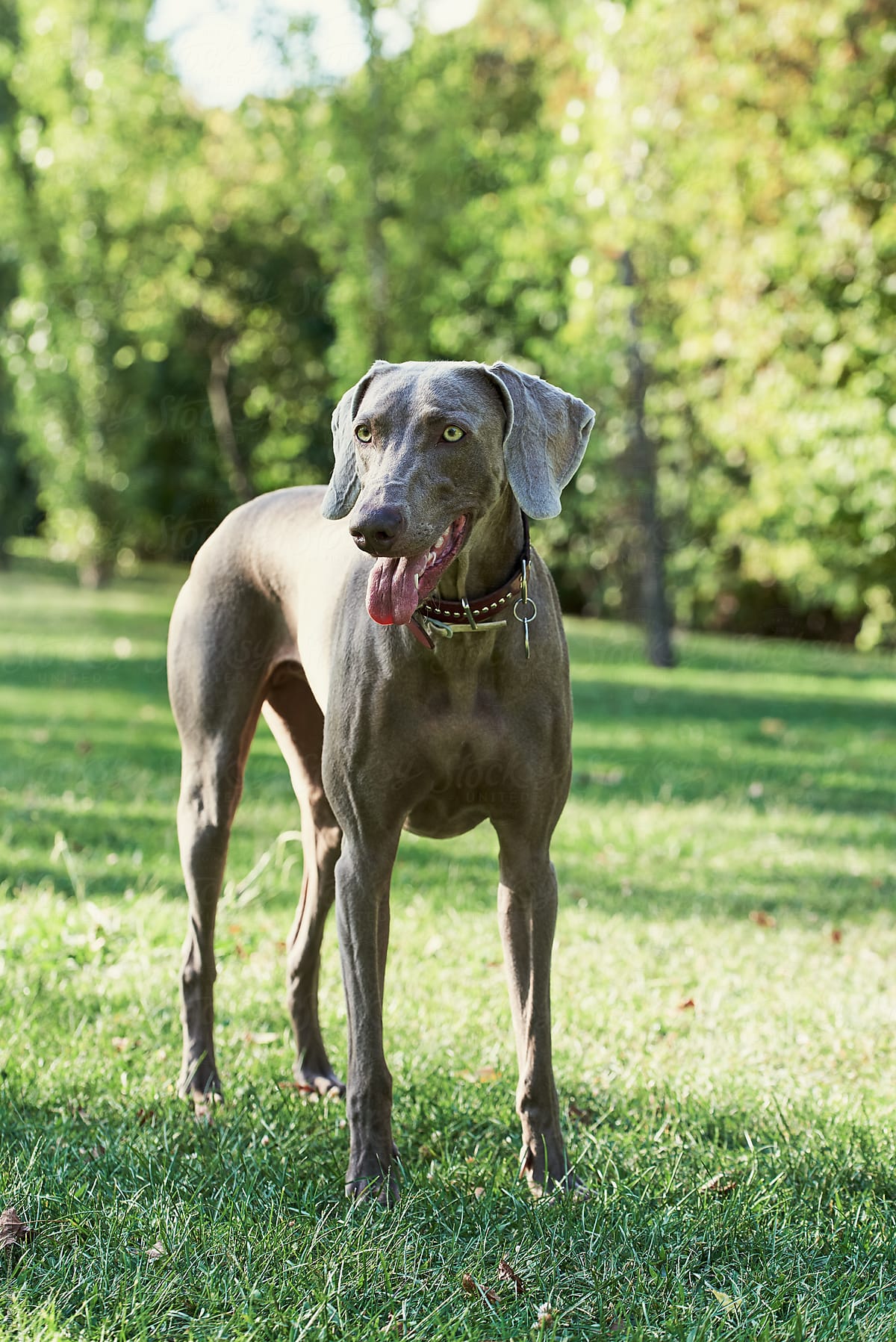 "Close Up Of Weimaraner." by Stocksy Contributor "Guille Faingold ...