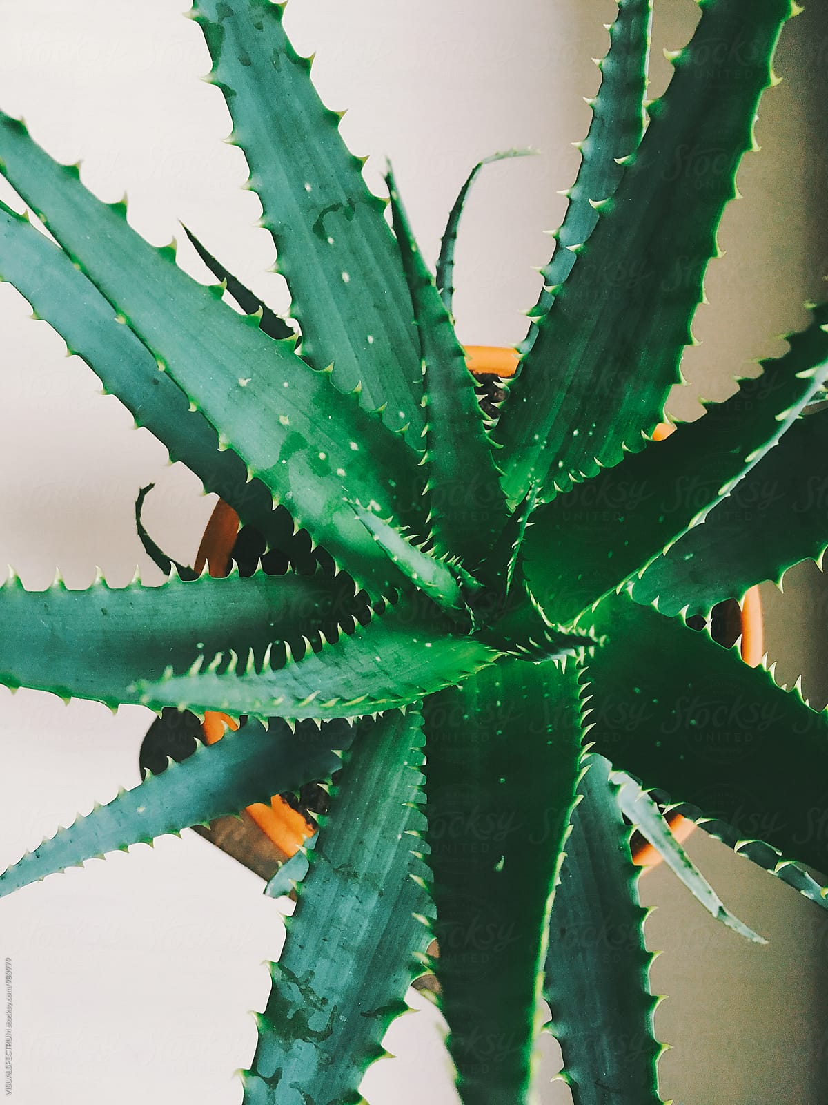 "Aloe Vera Plant From Above" by Stocksy Contributor "VISUALSPECTRUM ...