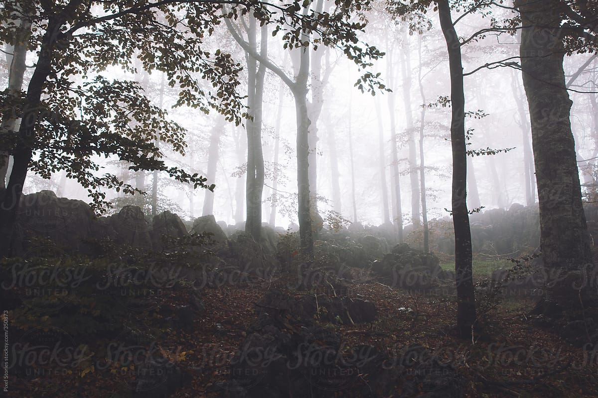"Foggy Autumn Forest" by Stocksy Contributor "Pixel Stories" - Stocksy
