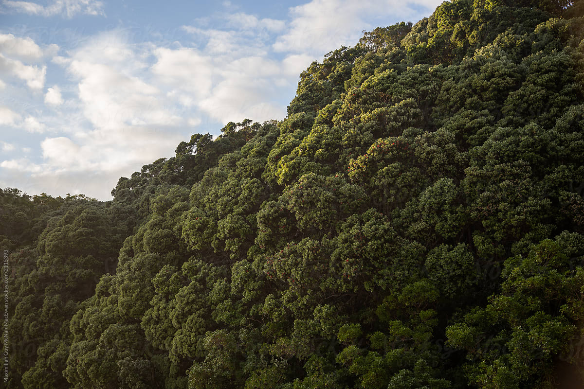 "The Iconic New Zealand Bush" by Stocksy Contributor "Maximilian Guy ...