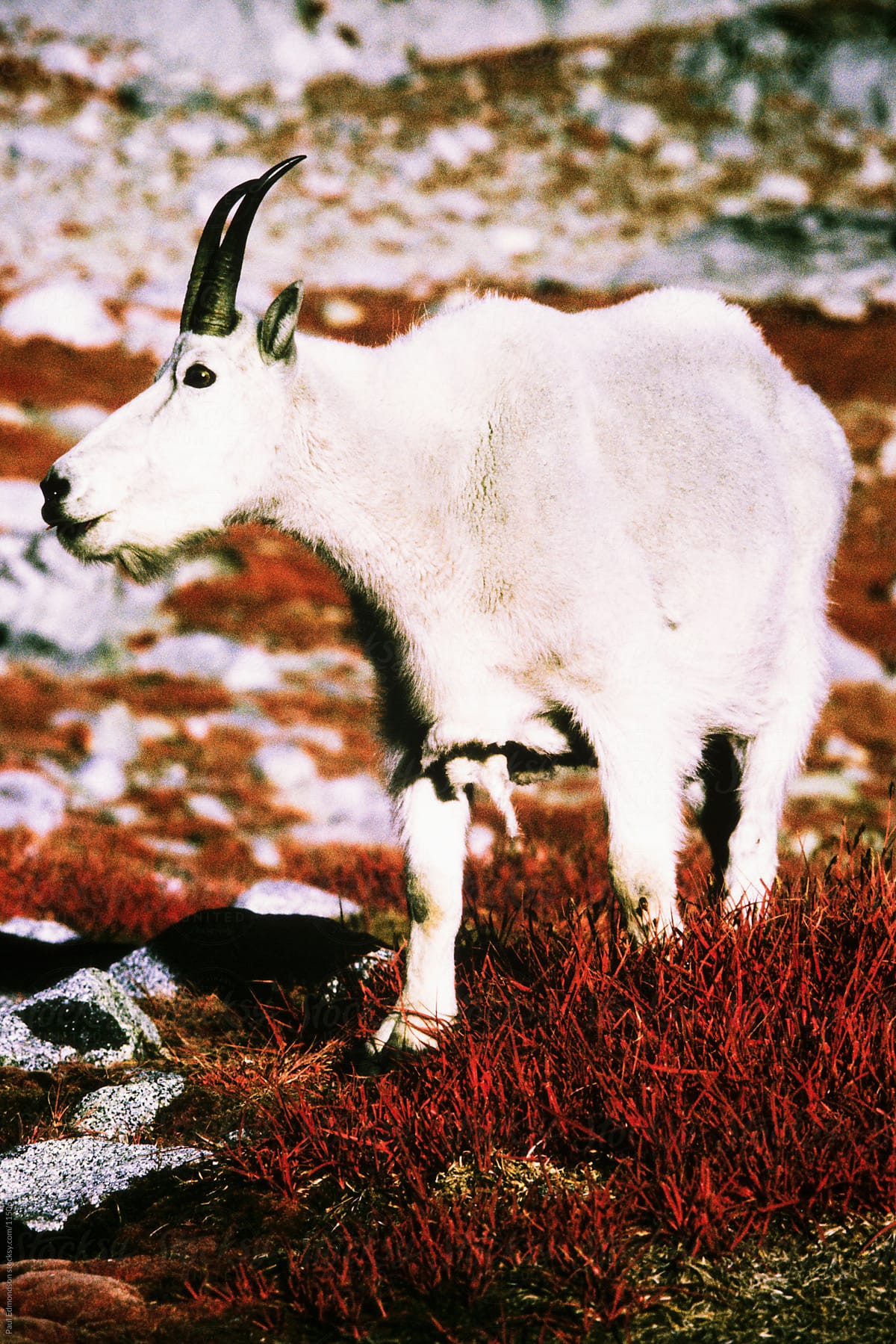 "Mountain Goat In The Enchantments, Alpine Lakes Wilderness, WA, USA ...