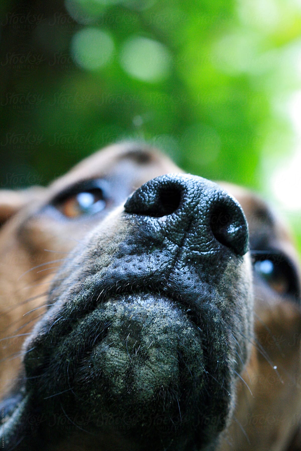 "Beautiful Rhodesian Ridgeback Dog's Face Dirty Of Soil" by Stocksy ...