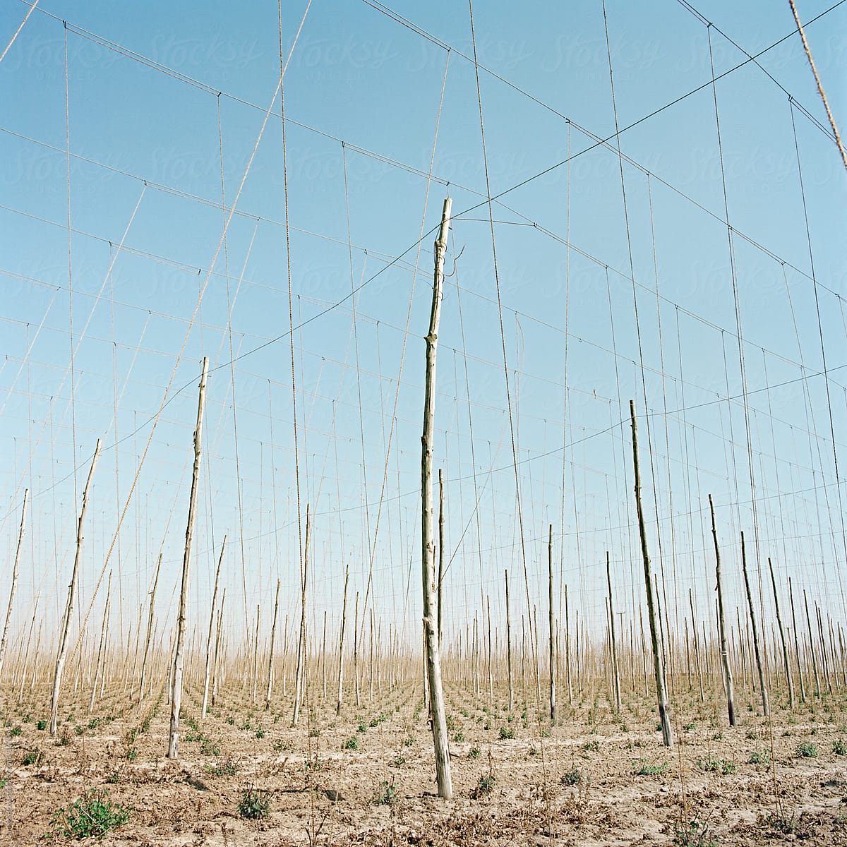 "Empty Vineyard" by Stocksy Contributor "James Ross" - Stocksy