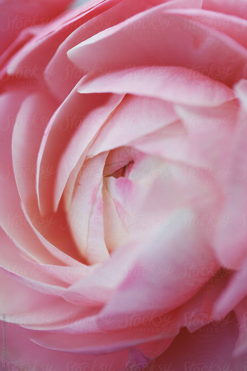 "Detailed View Of A Tightly Closed Pink Ranunculus Flower" by Stocksy ...